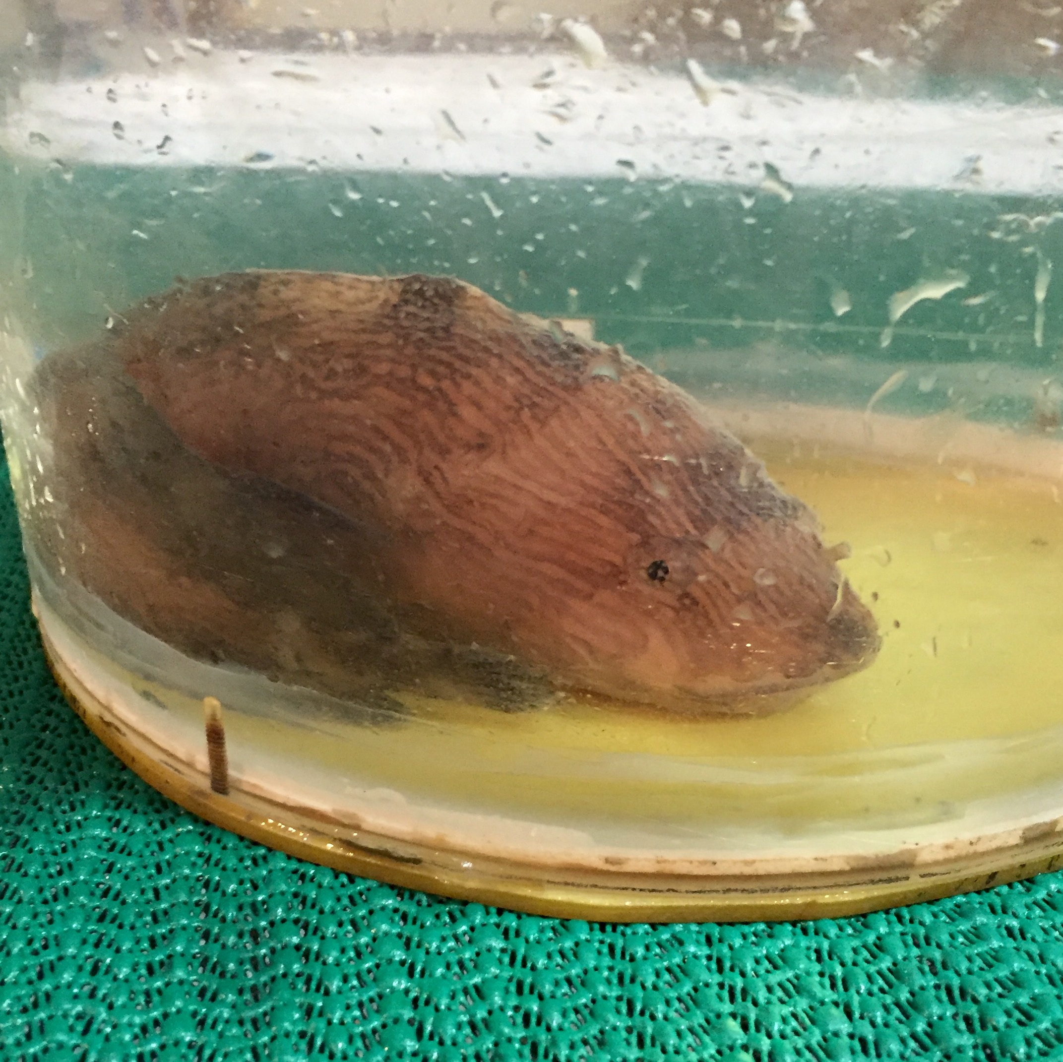 Fish in a Jar – NOAA Teacher at Sea Blog