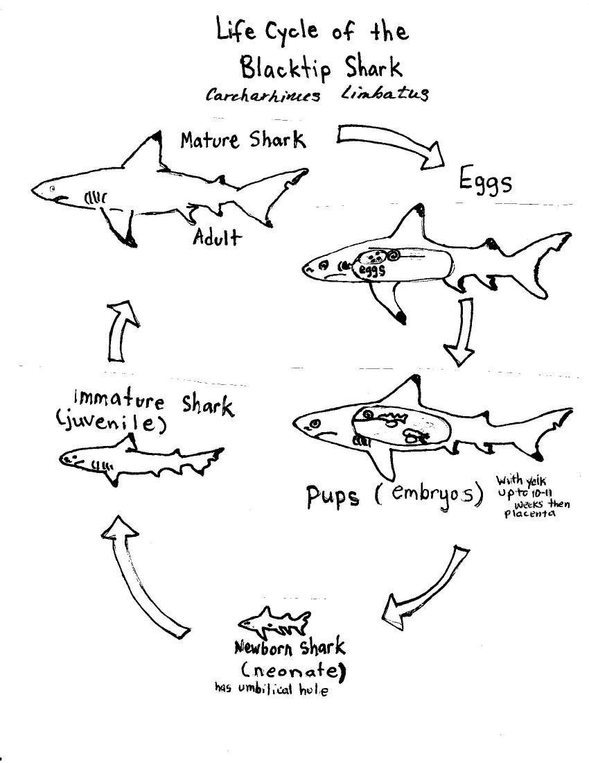 Hammerhead Shark Life Cycle Information