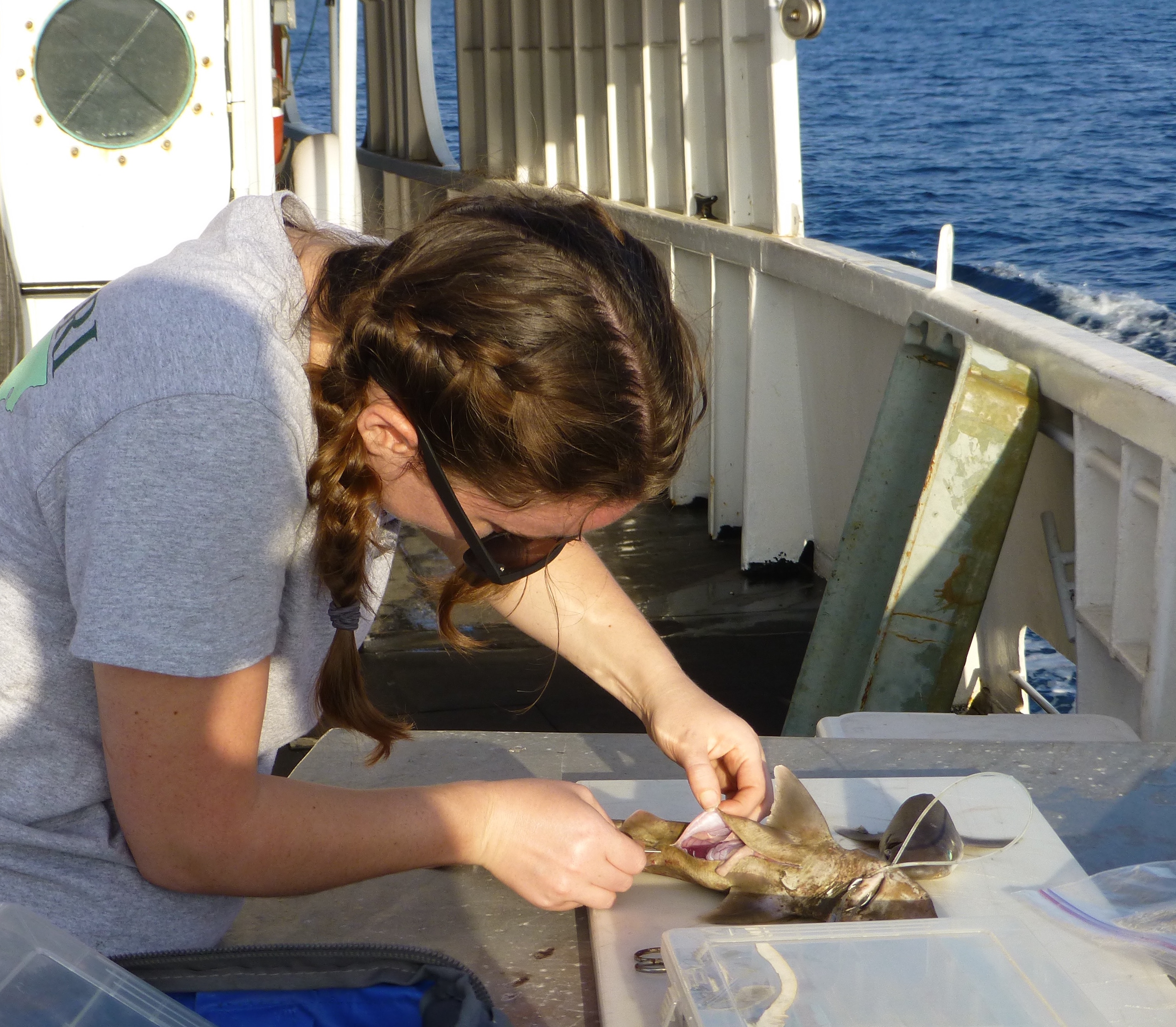 LydiaDissects – NOAA Teacher at Sea Blog