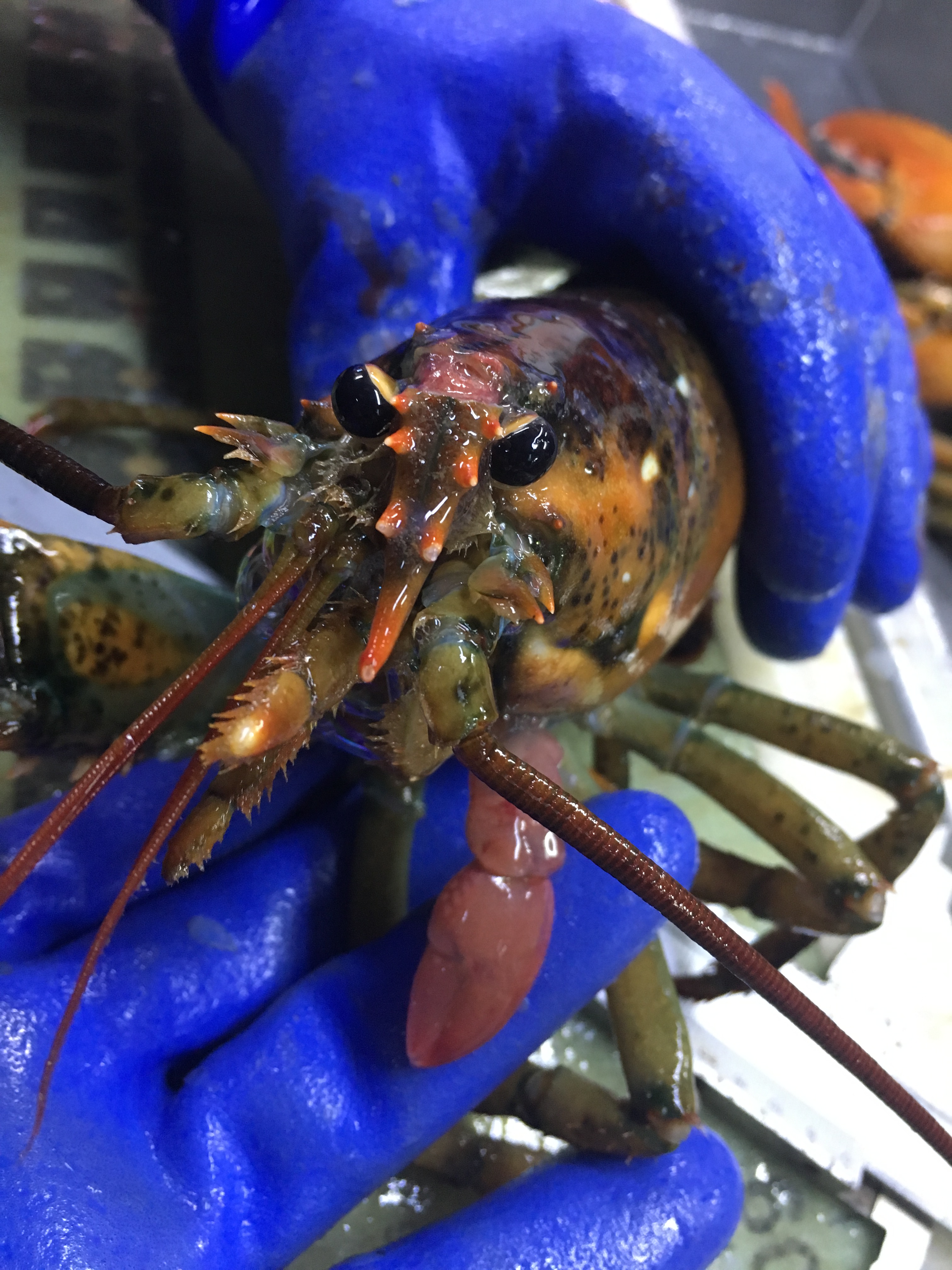 Cecelia Carroll: Back Home, May 16, 2017 – NOAA Teacher at Sea Blog