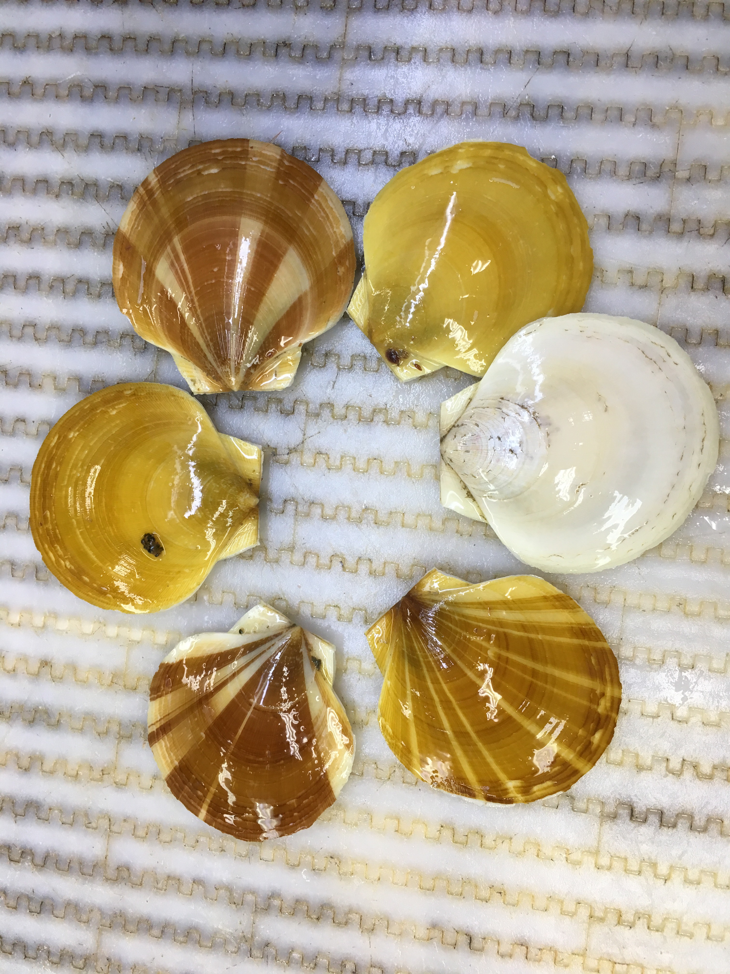 Cecelia Carroll: A Busy Day Off the Coast of New Hampshire and ...