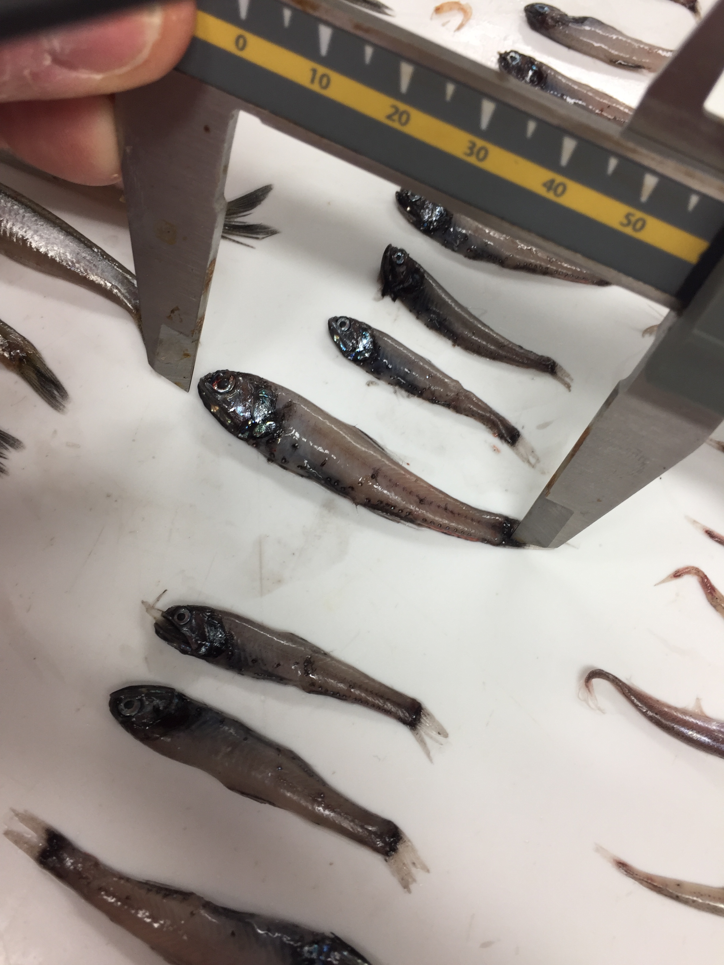 David Amidon: All Aboard for Science, June 12, 2017 – NOAA Teacher at ...