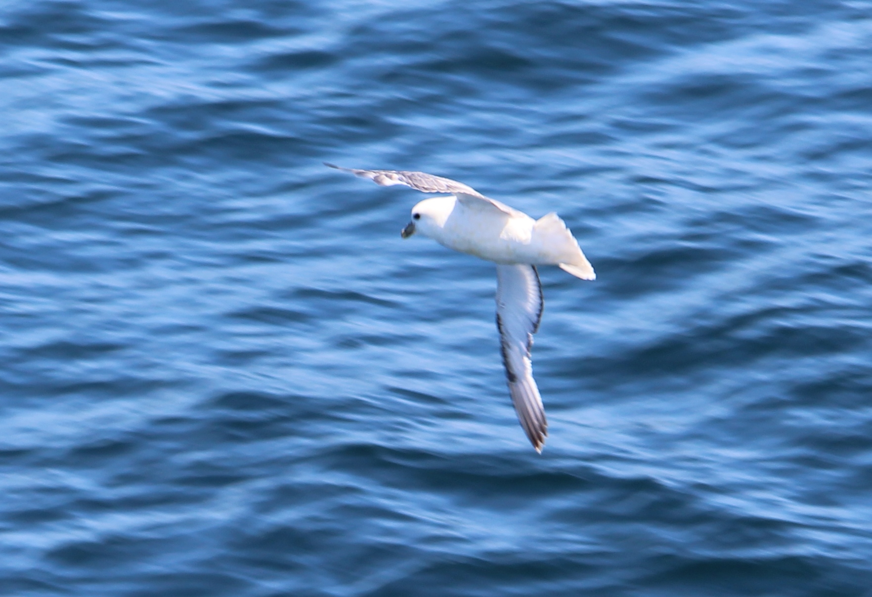 Northern Fulmar – NOAA Teacher at Sea Blog