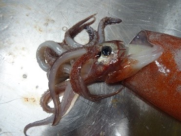 White_boreal clubhook squid – NOAA Teacher at Sea Blog
