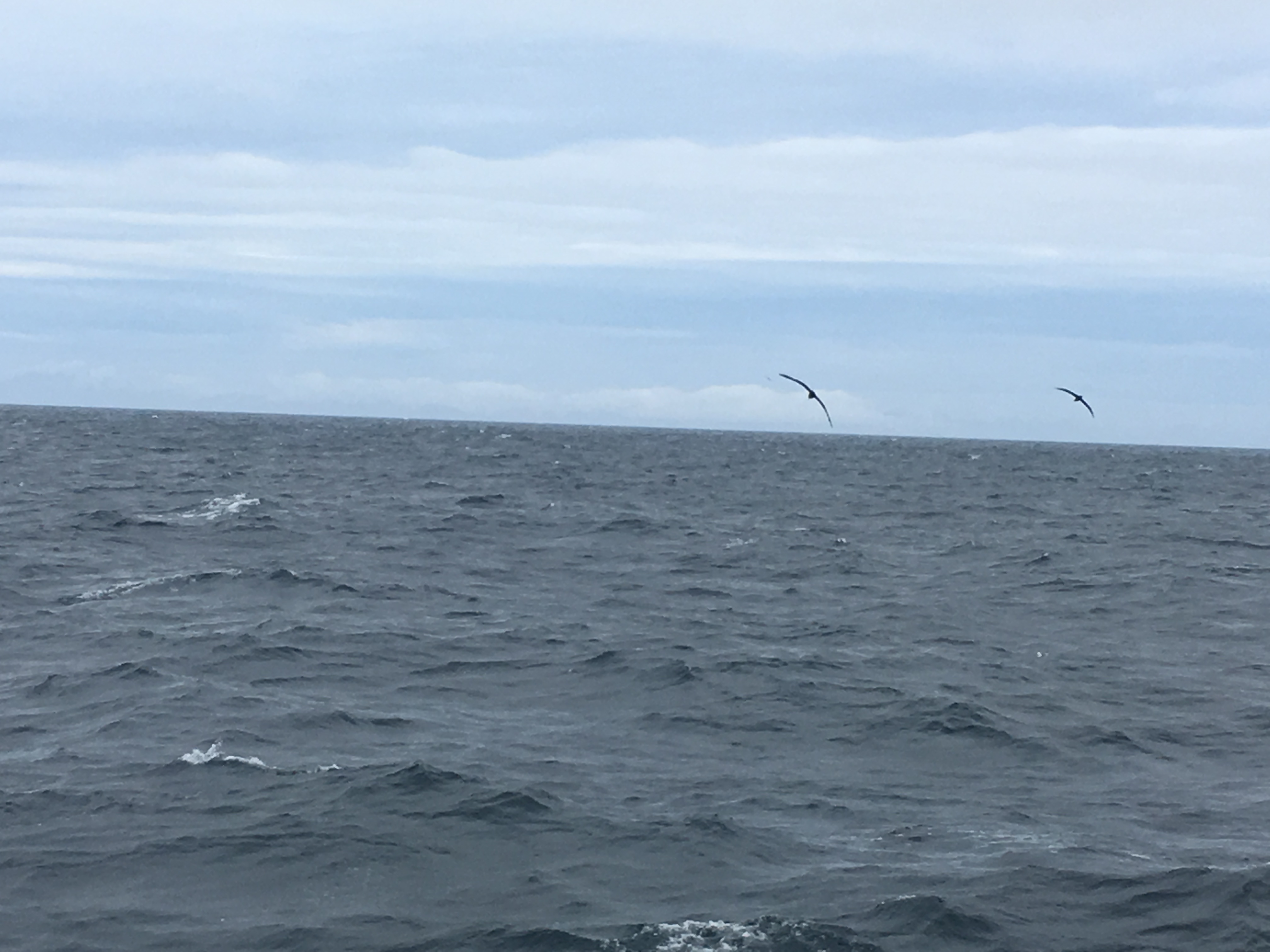 Amanda Dice: From Fin to Wing, September 1, 2017 – NOAA Teacher at Sea Blog