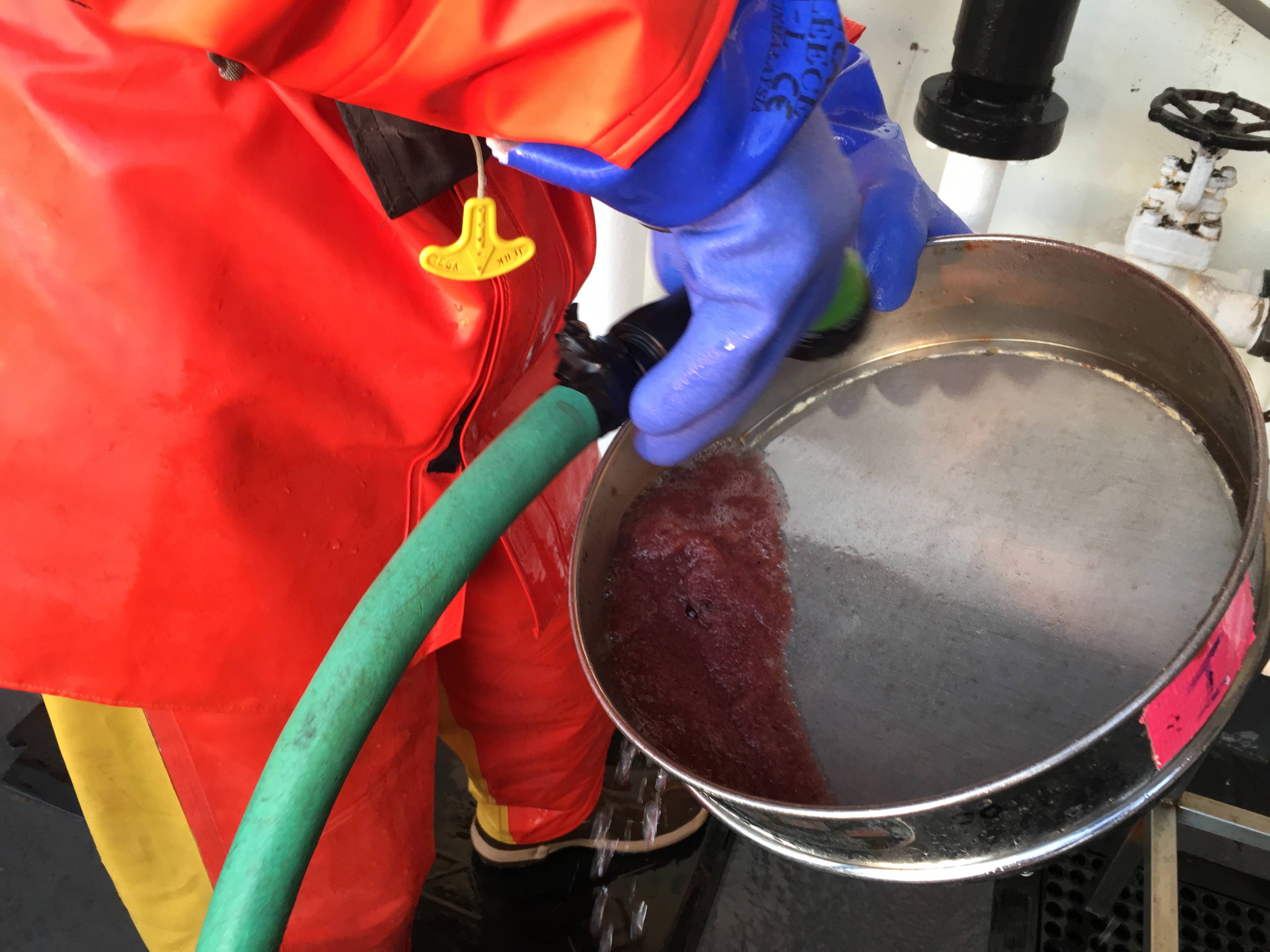 straining catch through sieve – NOAA Teacher at Sea Blog