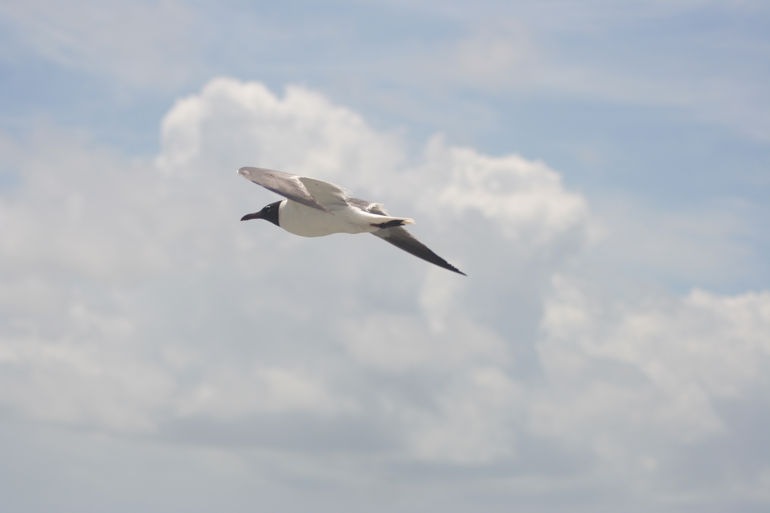 gull – NOAA Teacher at Sea Blog