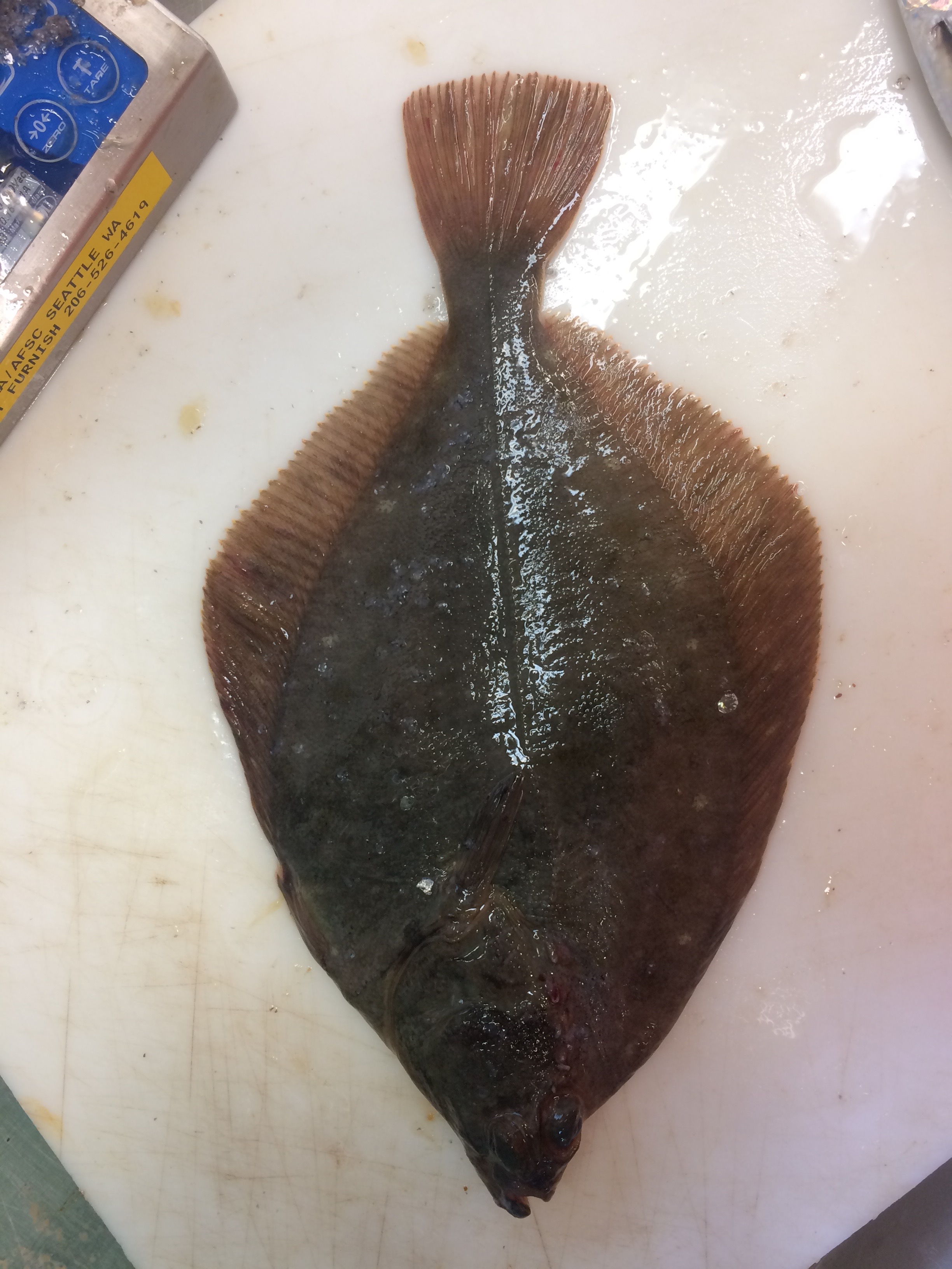 alaskaplaice – NOAA Teacher at Sea Blog