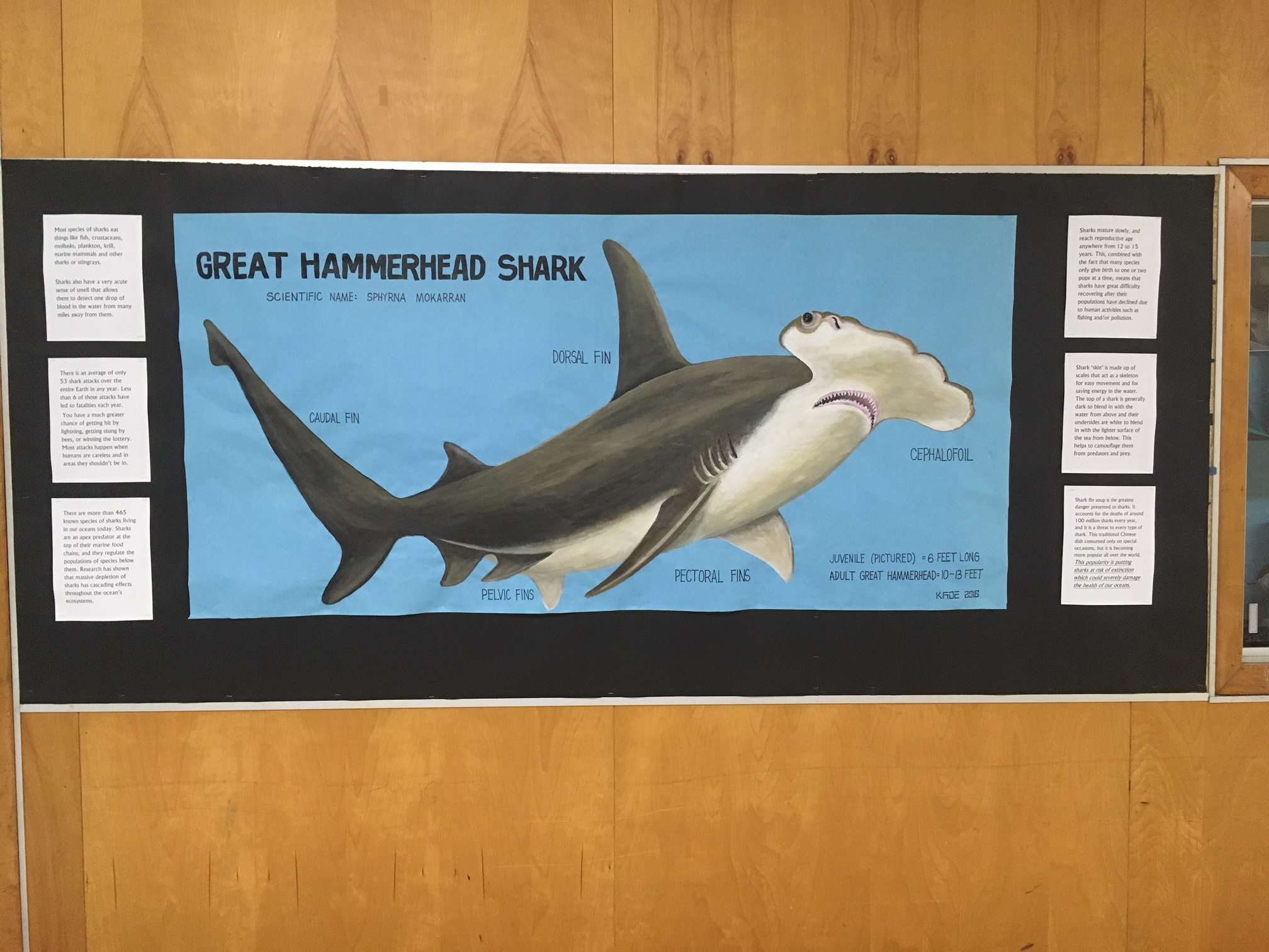 painting of Great Hammerhead shark – NOAA Teacher at Sea Blog