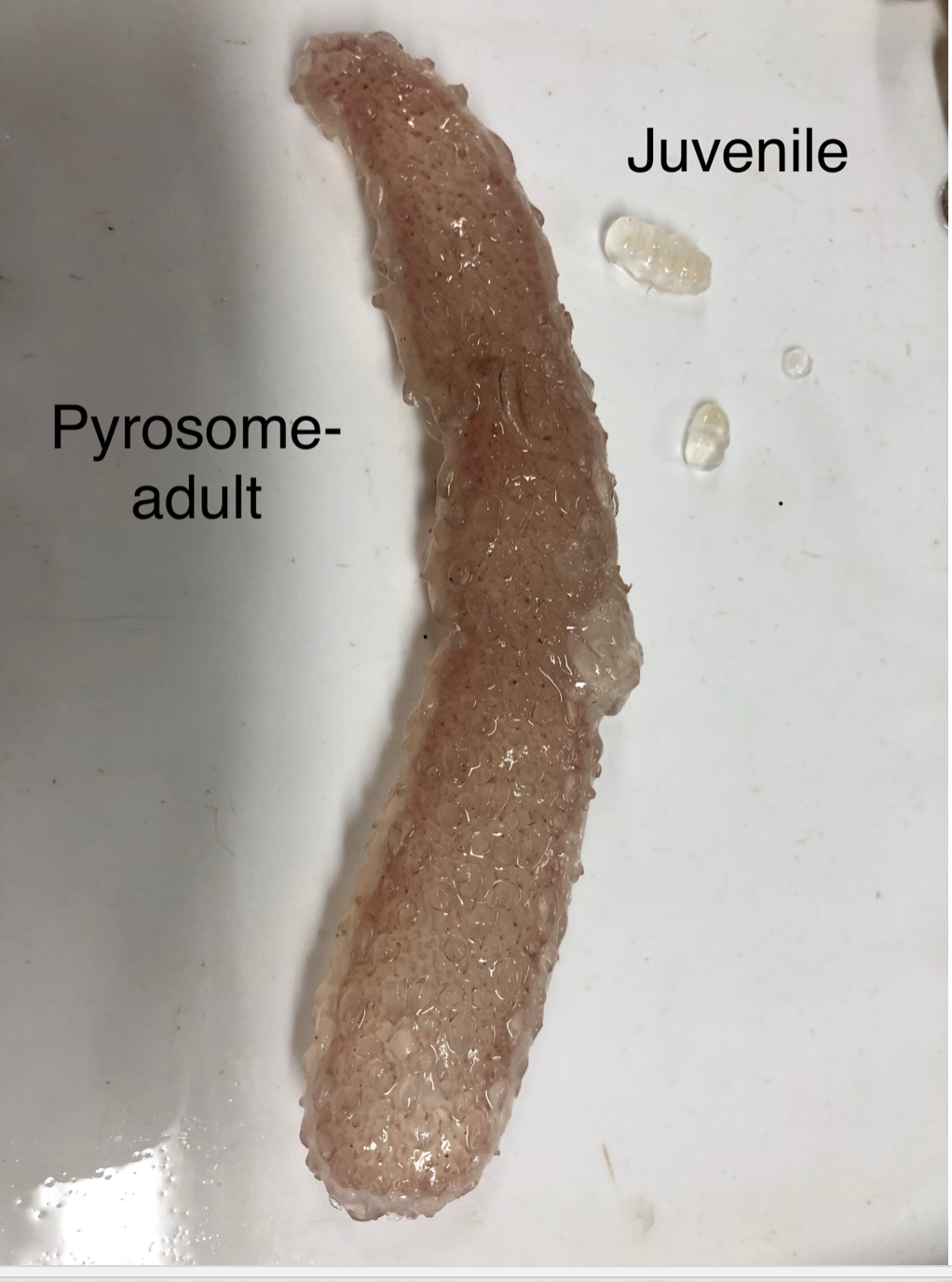Pyrosoma atlanticum – NOAA Teacher at Sea Blog