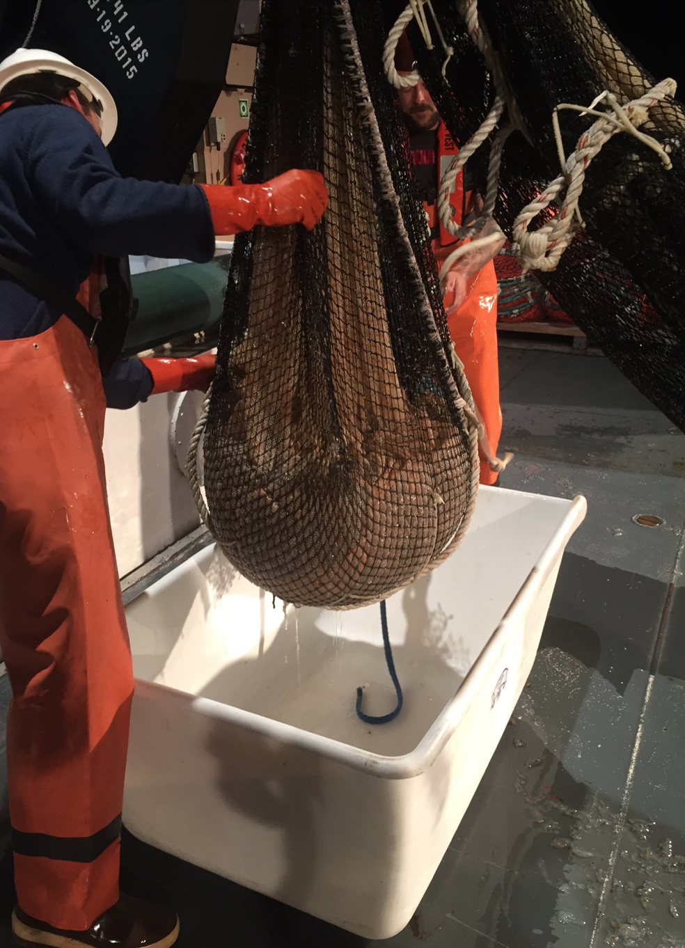 Karah Nazor: Sorting Protocol and the Ubiquitous Tunicates of the ...