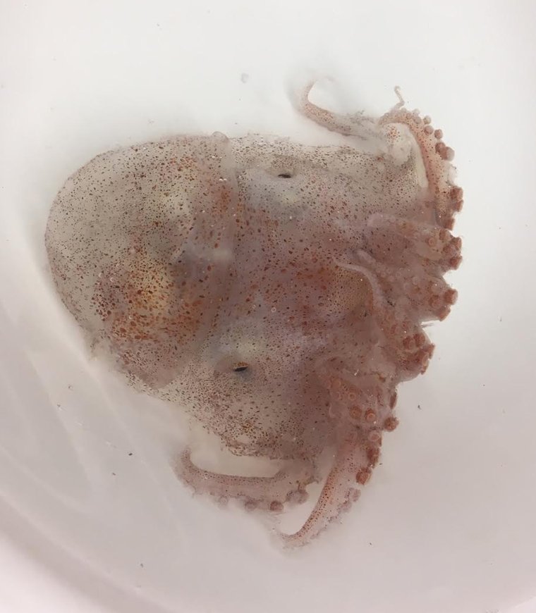 blob octopus – NOAA Teacher at Sea Blog