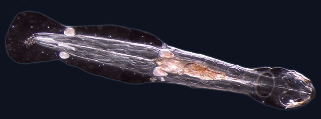 chaetognatha – NOAA Teacher at Sea Blog