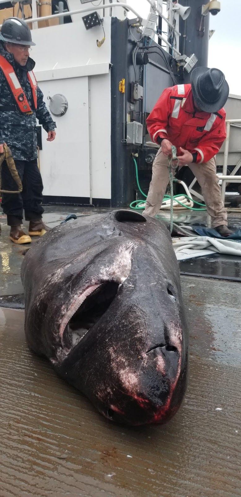 Callie Harris: Lots to See While at Sea, August 20, 2019 – NOAA Teacher ...