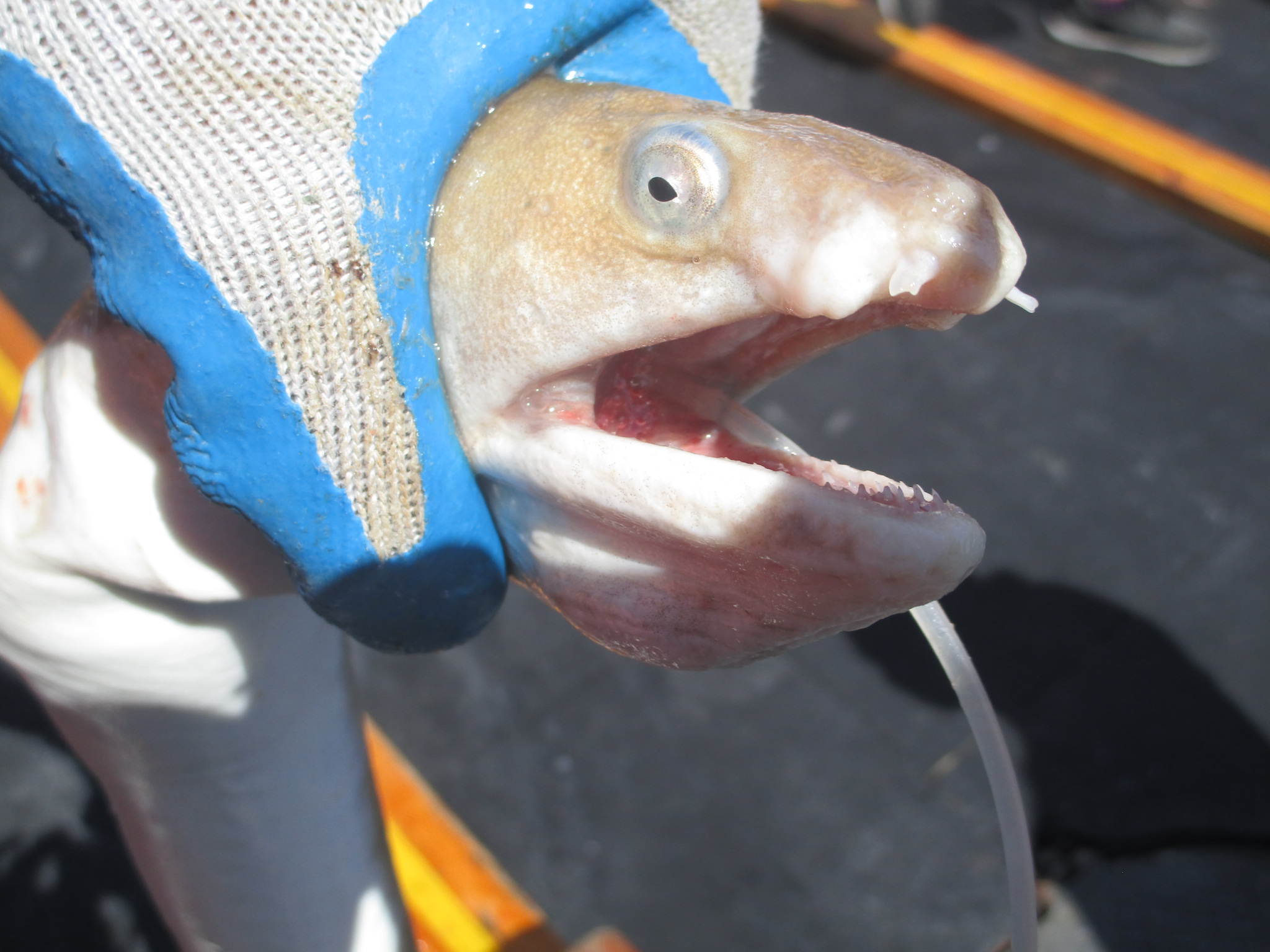 9_26-king-snake-eel – NOAA Teacher at Sea Blog