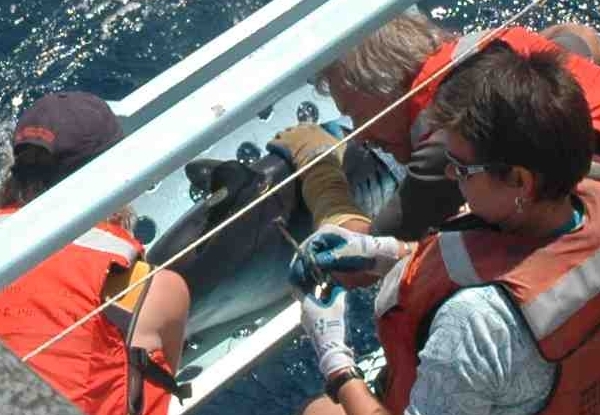 elizabeth-eubanks-profile – NOAA Teacher at Sea Blog