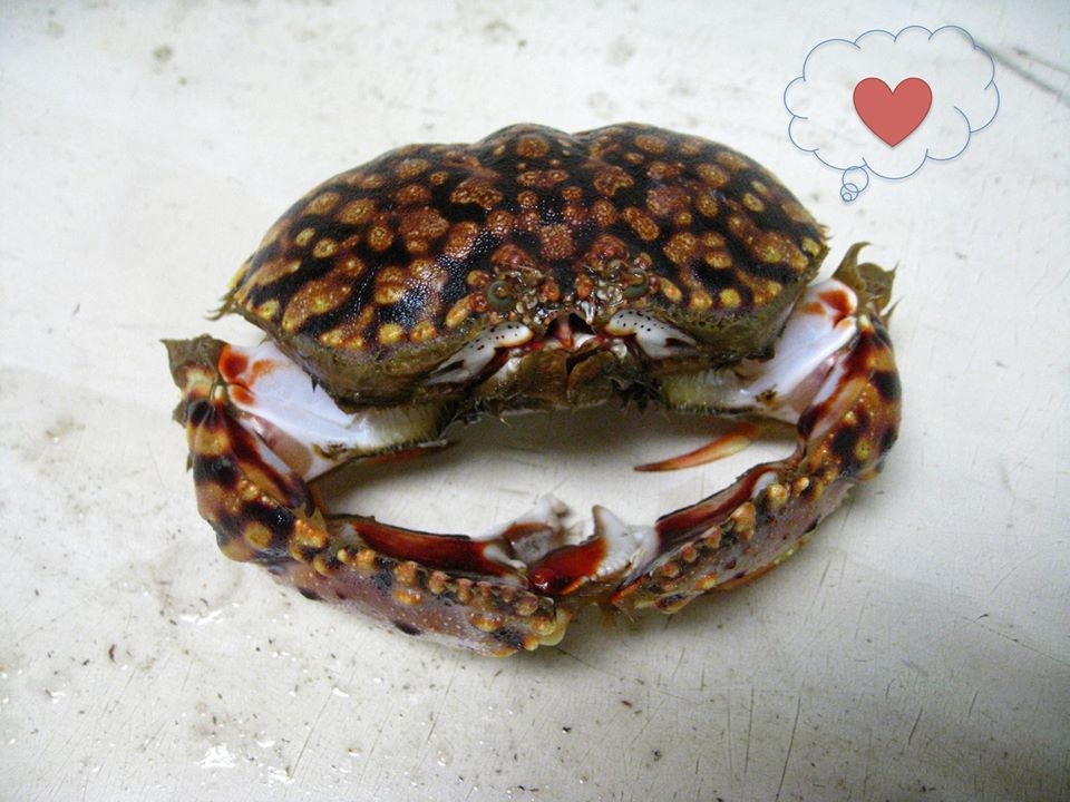 Bashful Crab with Heart – NOAA Teacher at Sea Blog