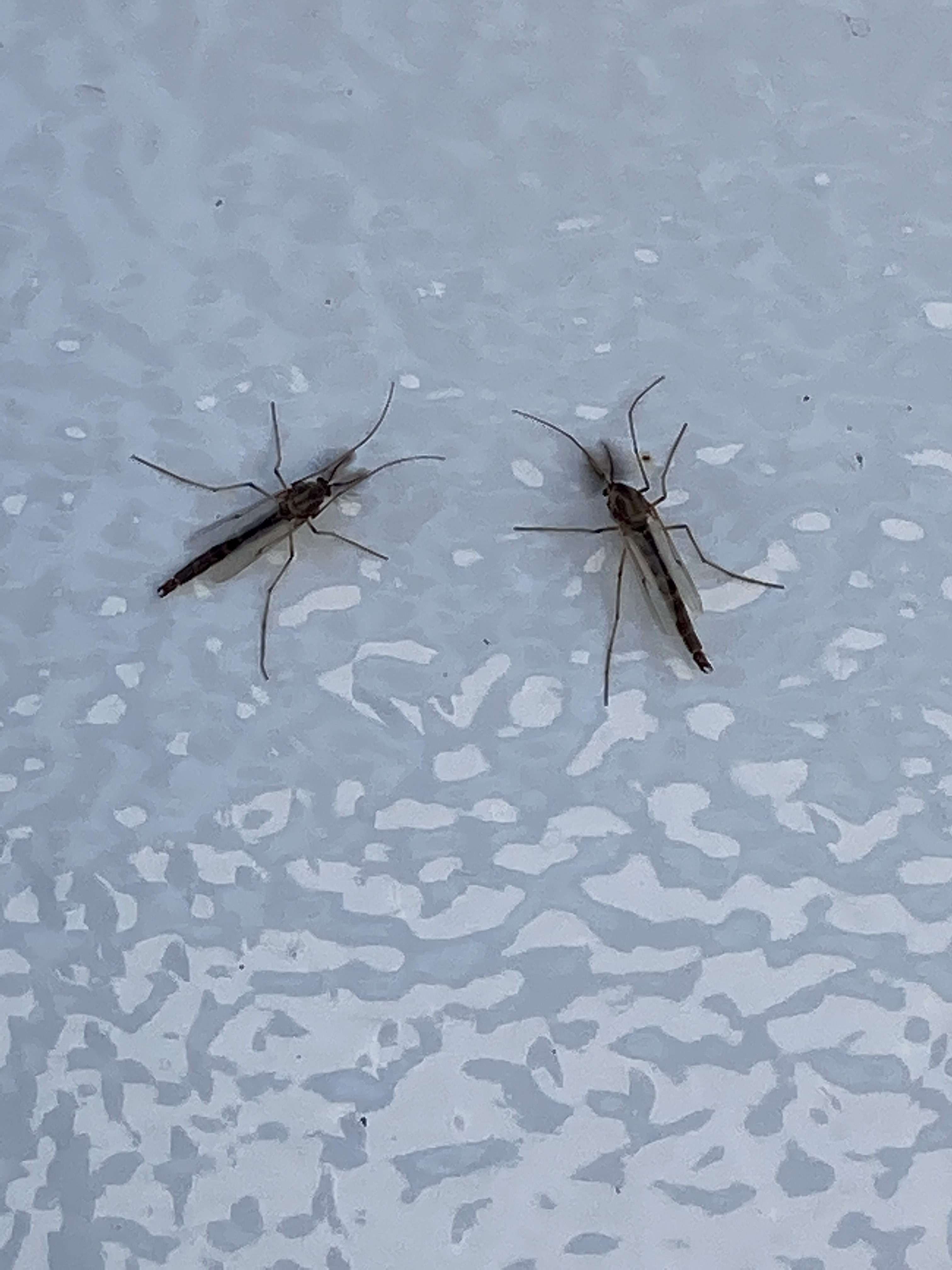 Midge close up 1 – NOAA Teacher at Sea Blog