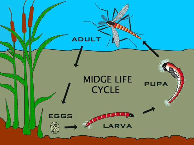 Midge life cycle – NOAA Teacher at Sea Blog