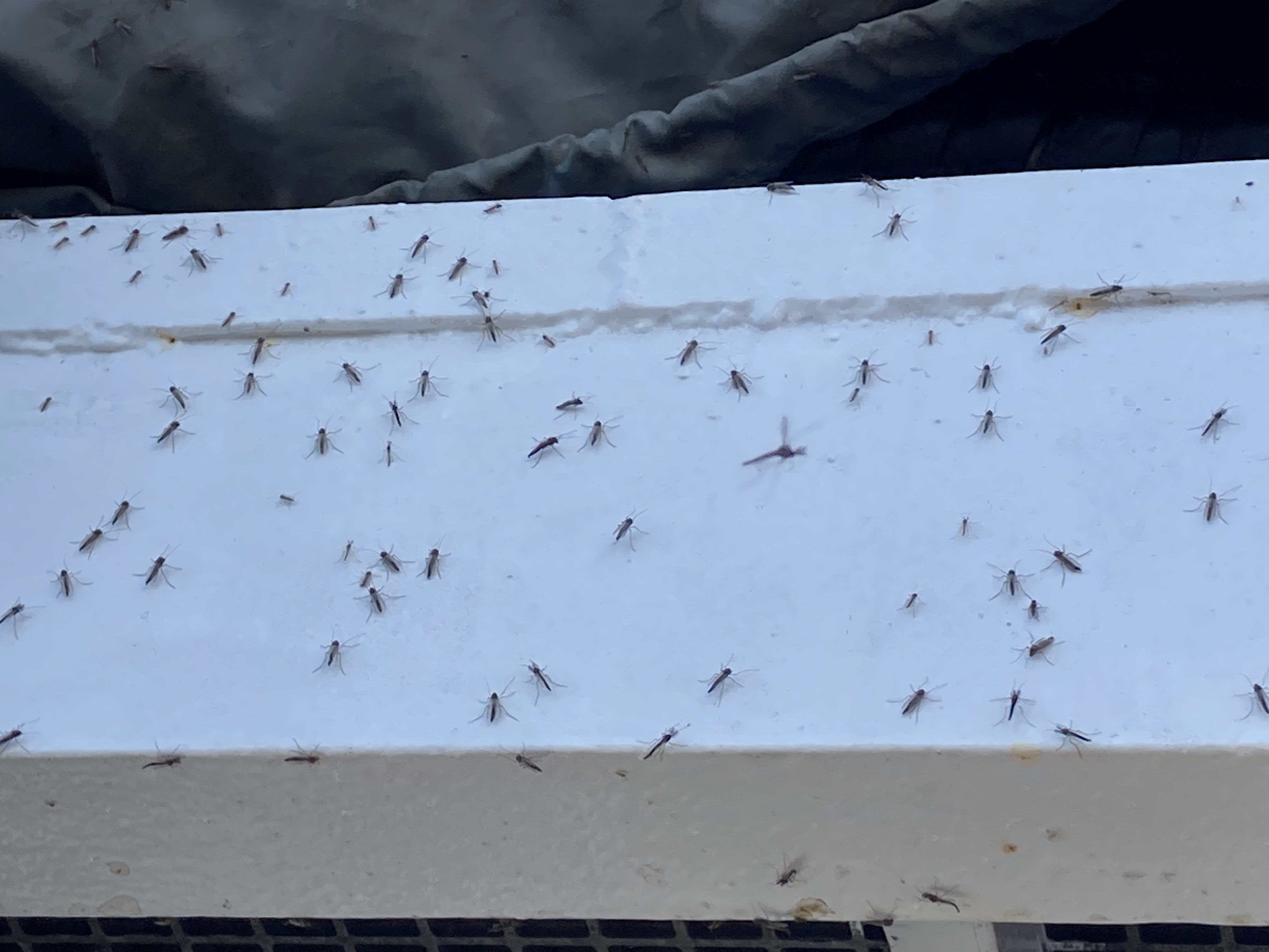 Midges on struction 1 – NOAA Teacher at Sea Blog